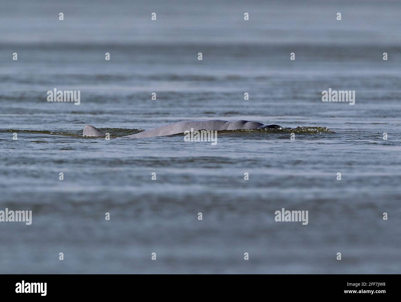 Irrawaddy Dolphin (Orcaella brevirostris) adult at surface Mekong River ...