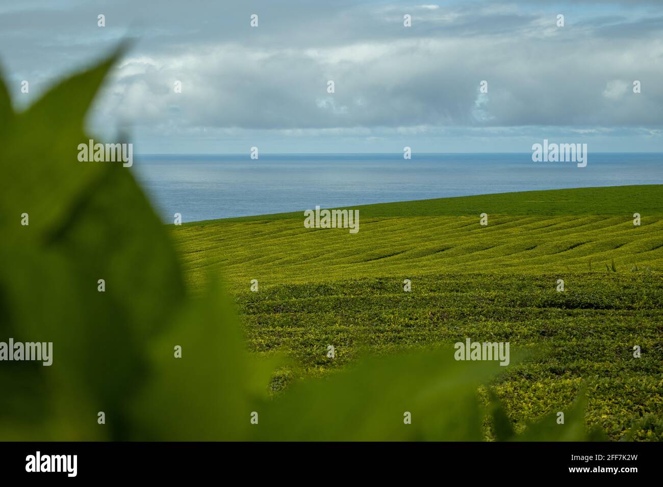 Tea factory Gorreana, at Sao Miguel island, Azores travel destination ...