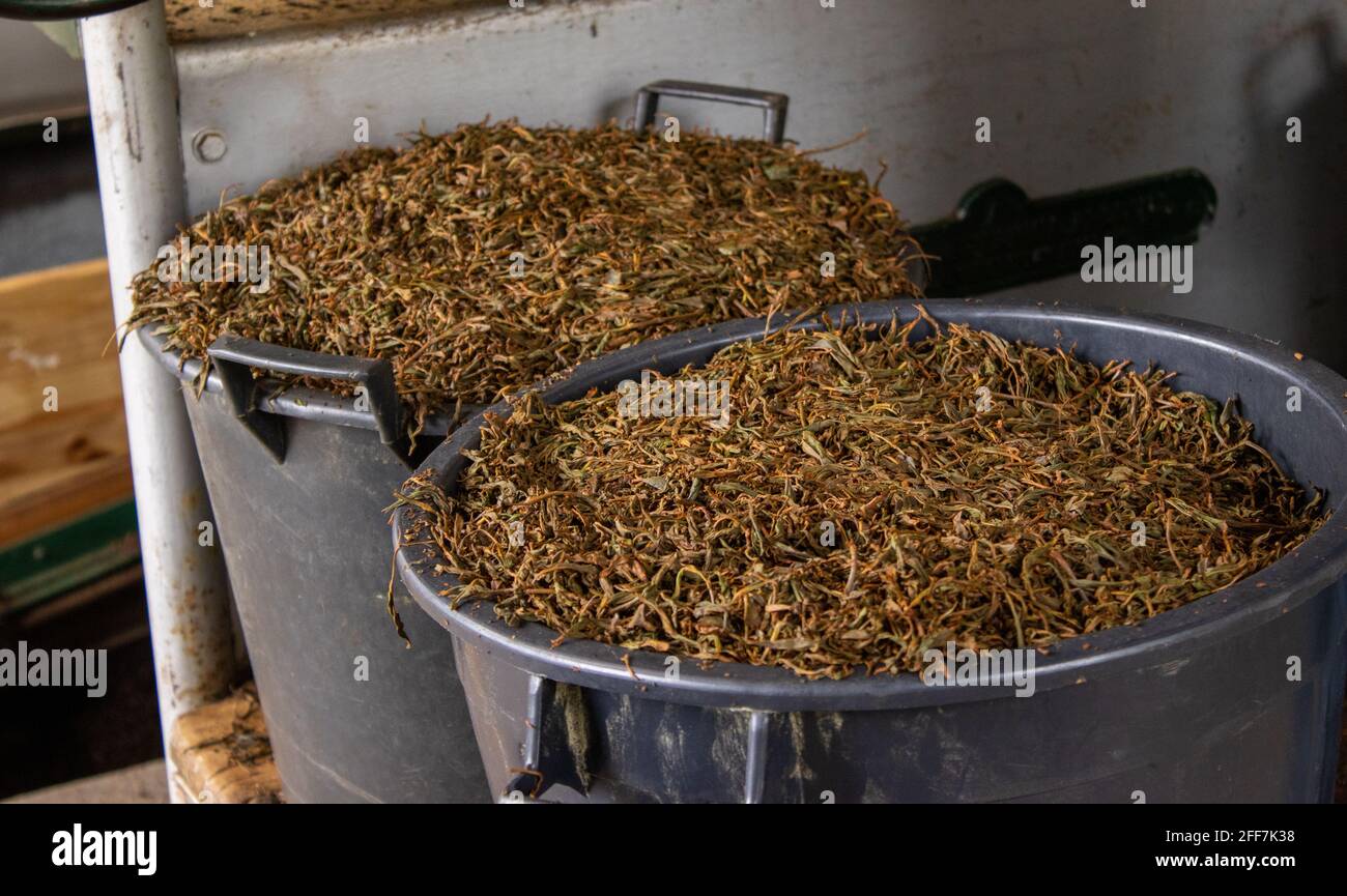 Tea factory Gorreana, at Sao Miguel island, Azores travel destination ...