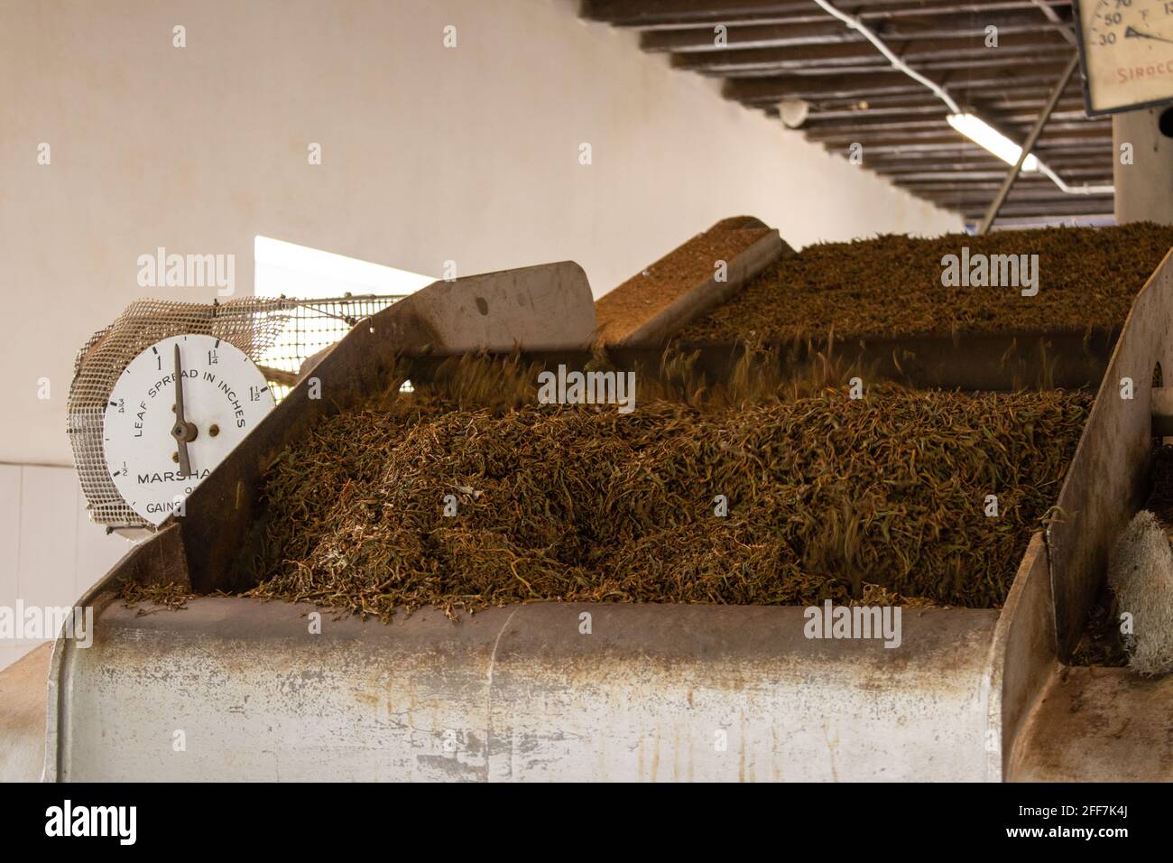 Tea factory Gorreana, at Sao Miguel island, Azores travel destination ...