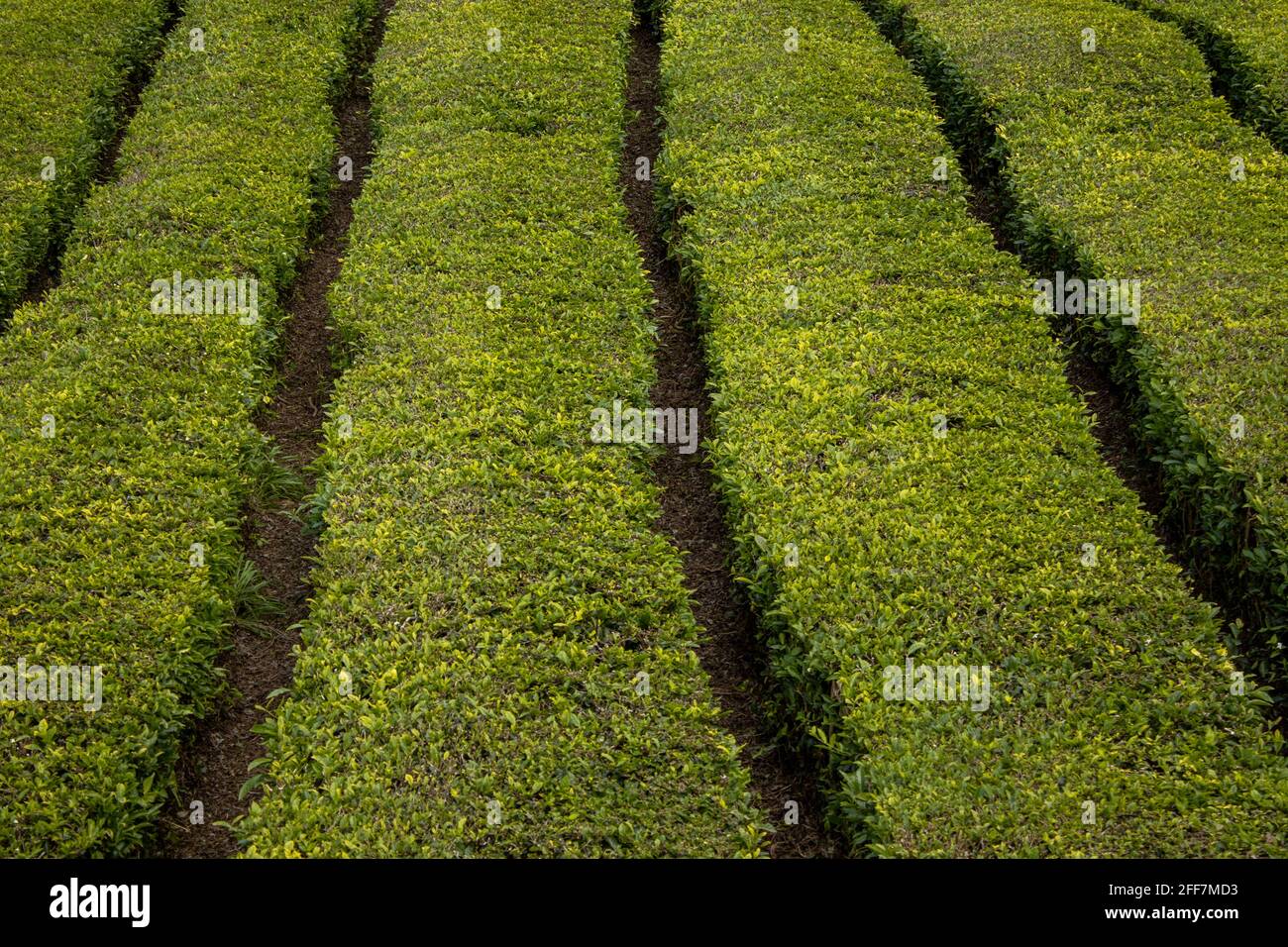 Tea factory Gorreana, at Sao Miguel island, Azores travel destination ...