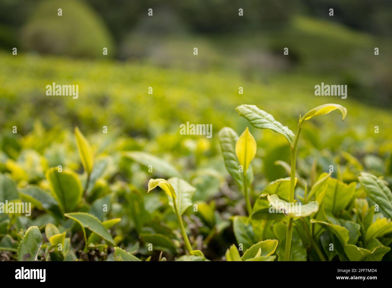Tea factory Gorreana, at Sao Miguel island, Azores travel destination ...