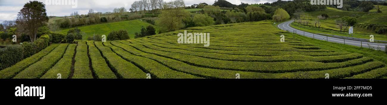Tea factory Gorreana, at Sao Miguel island, Azores travel destination ...