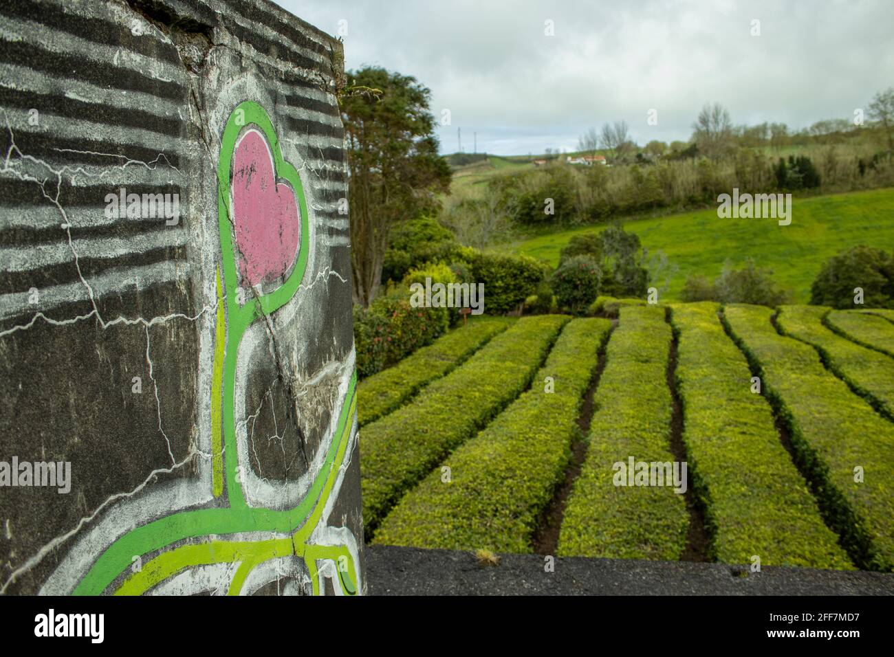 Tea factory Gorreana, at Sao Miguel island, Azores travel destination ...