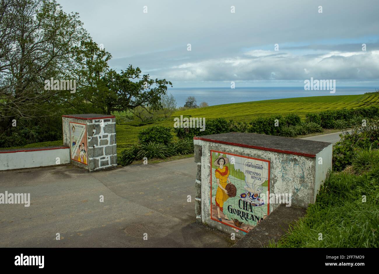 Tea factory Gorreana, at Sao Miguel island, Azores travel destination ...
