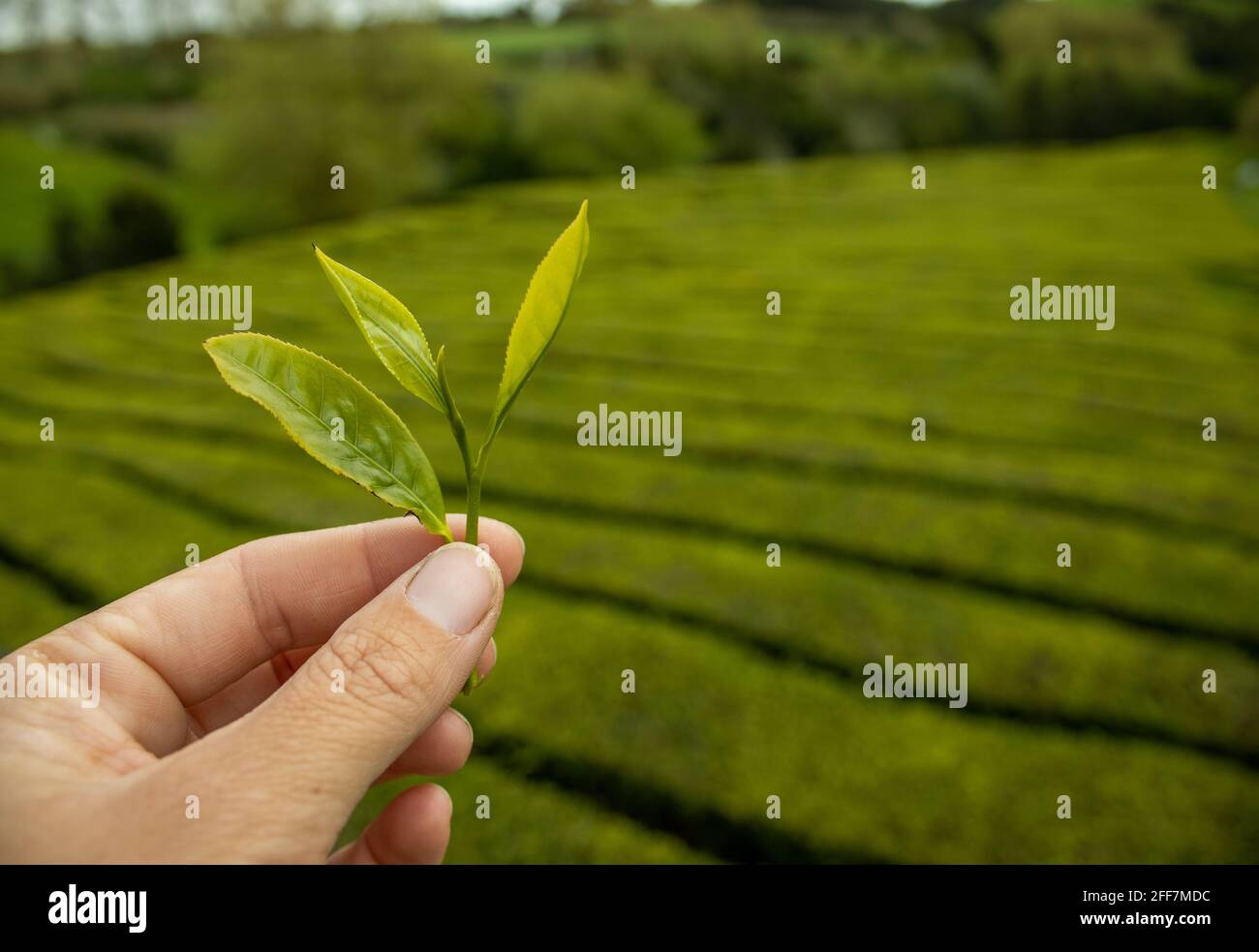 Tea factory Gorreana, at Sao Miguel island, Azores travel destination ...