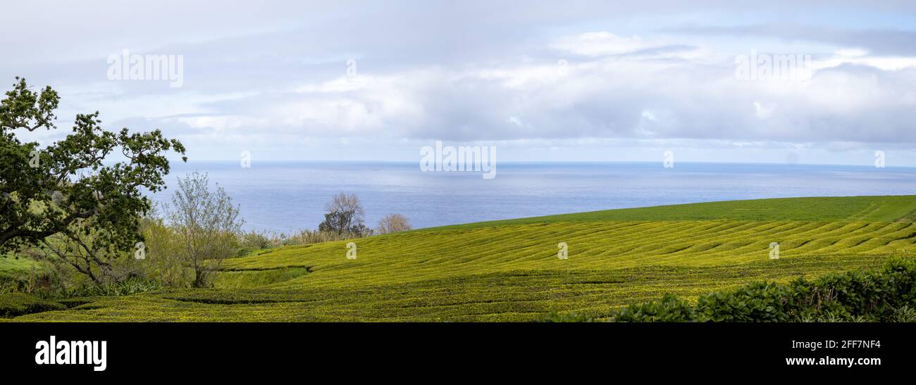 Tea factory Gorreana, at Sao Miguel island, Azores travel destination ...