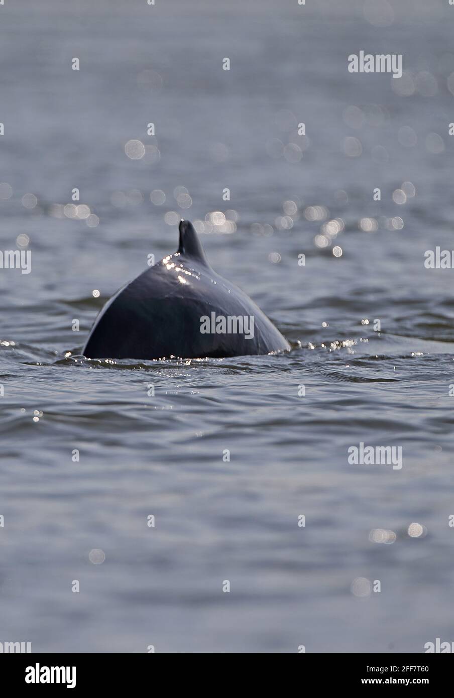 Irrawaddy Dolphin (Orcaella brevirostris) adult diving Mekong River ...