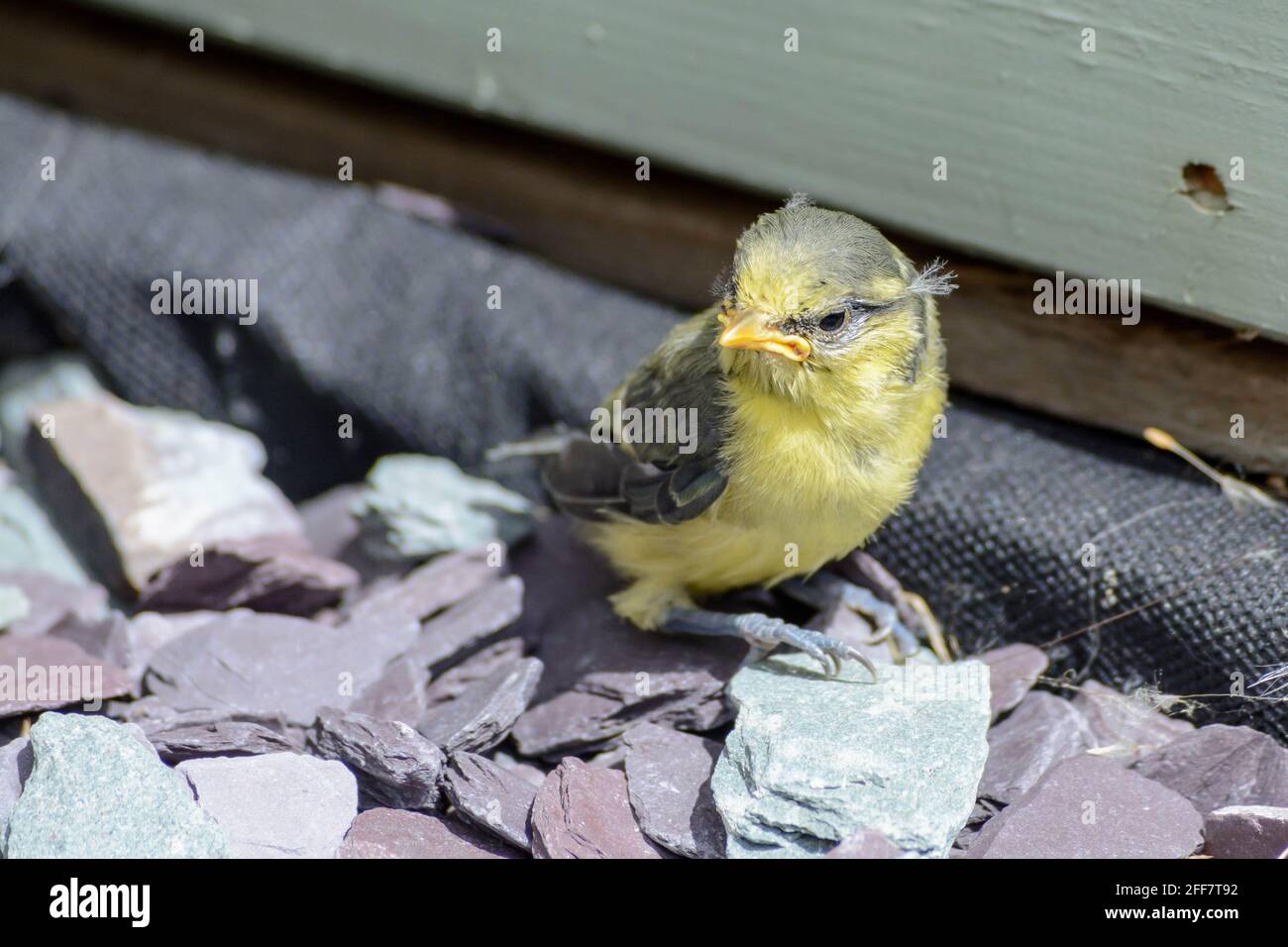 A baby blue tit fledgling bird exploring a shale area of a garden Stock ...