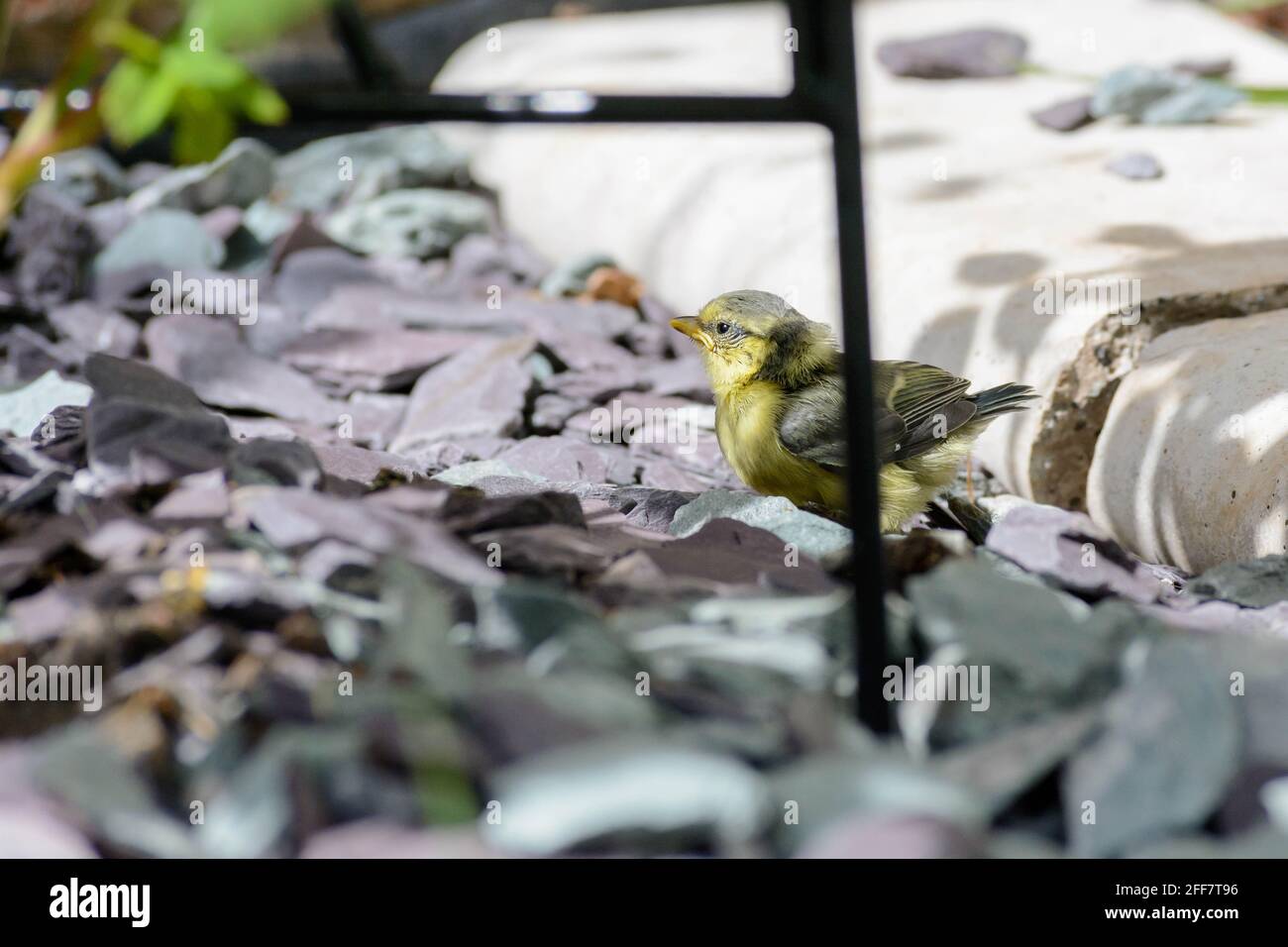 A baby blue tit fledgling bird exploring a shale area of a garden Stock ...
