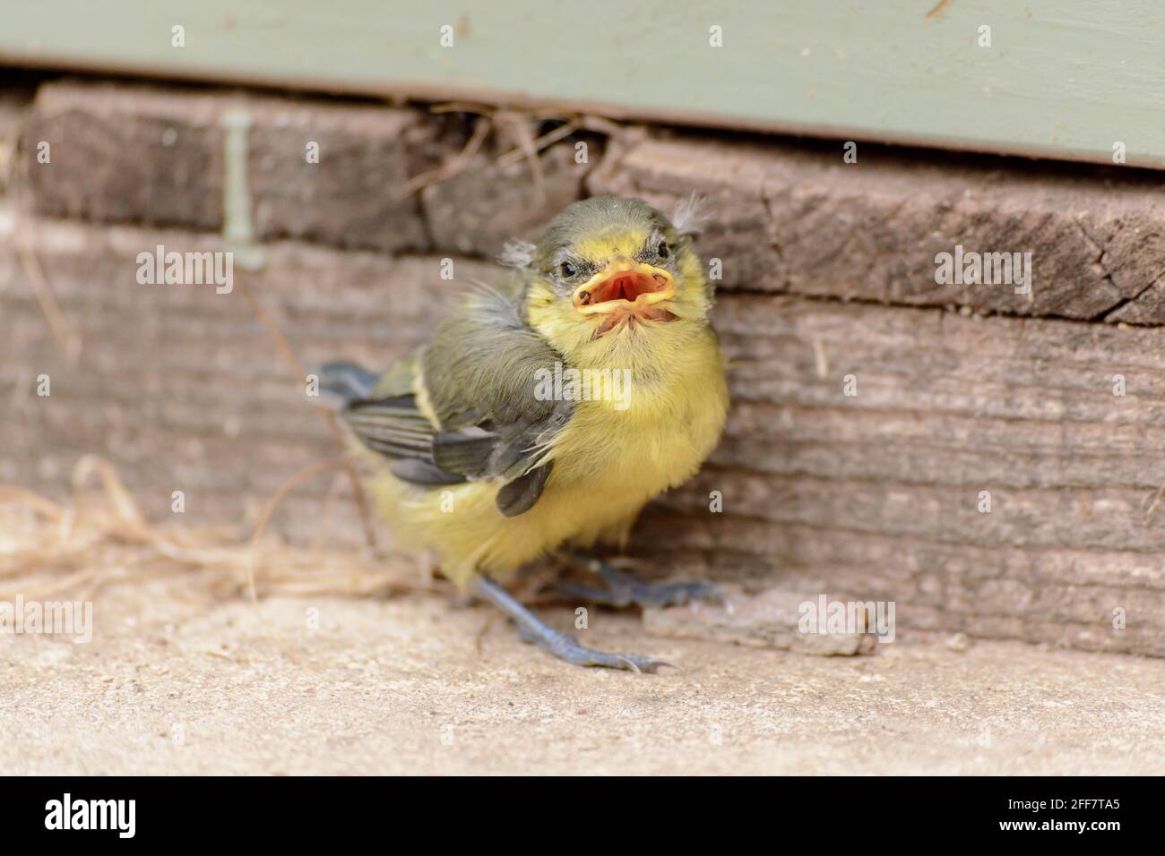 A baby blue tit fledgling bird with mouth open in garden Stock Photo ...