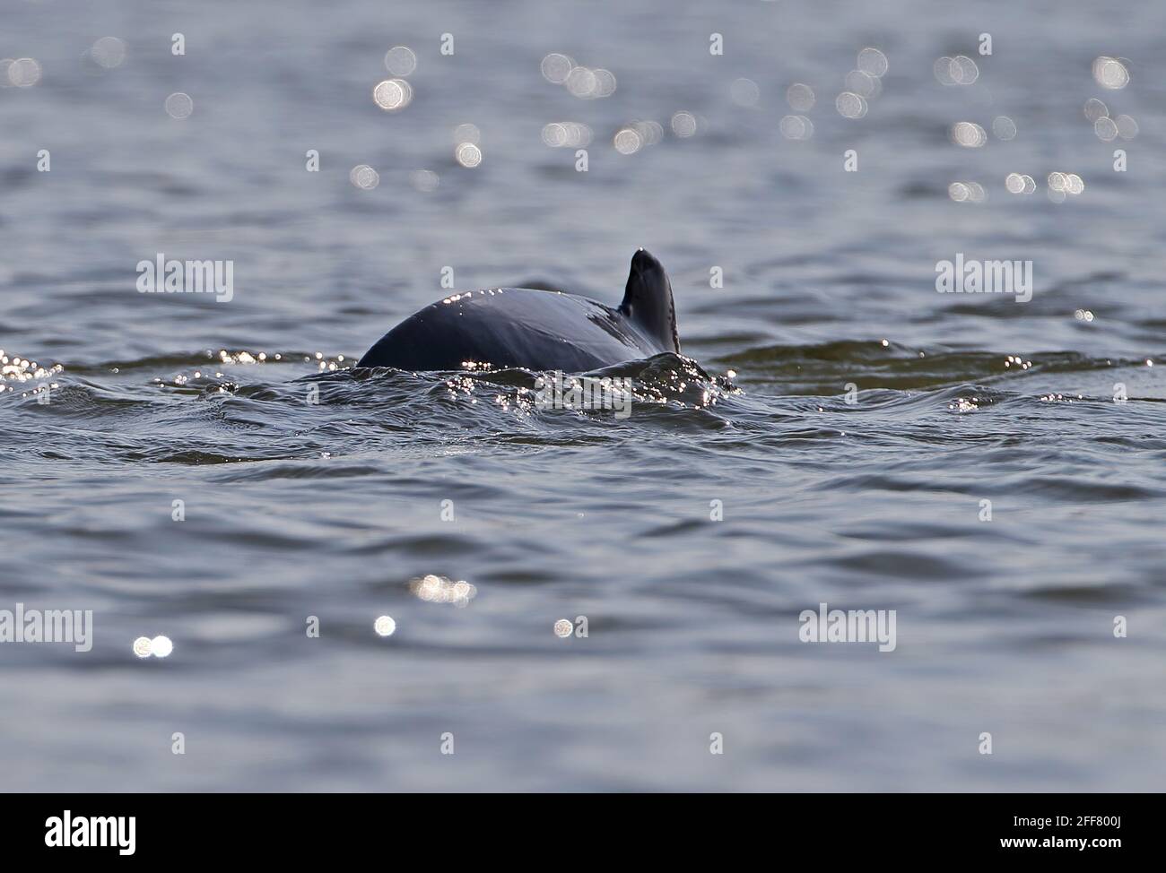 Irrawaddy dolphin hi-res stock photography and images - Alamy
