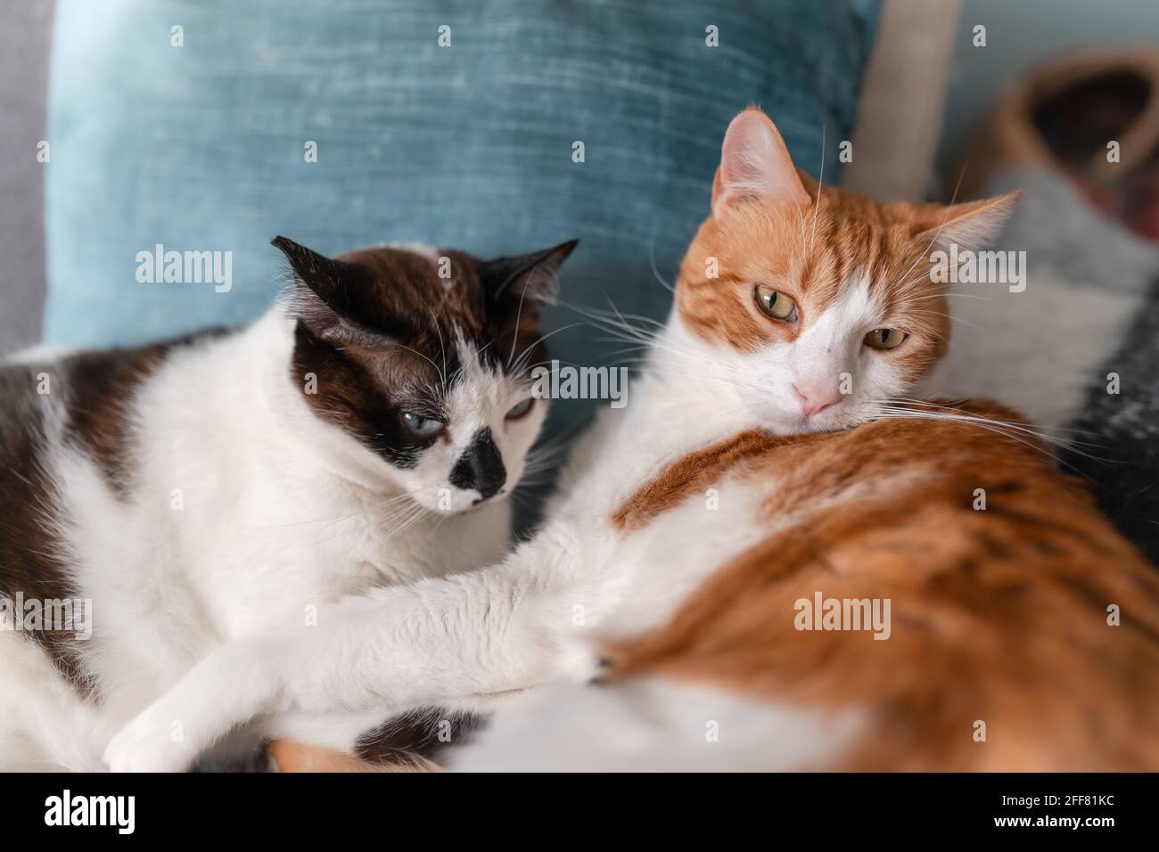 two domestic cats lies together on the sofa Stock Photo - Alamy