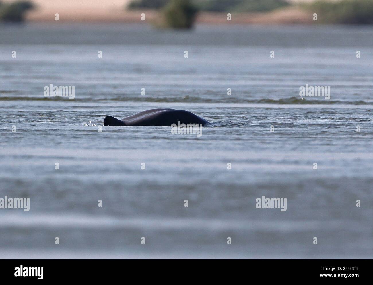 Irrawaddy Dolphin (Orcaella brevirostris) adult diving Mekong River ...