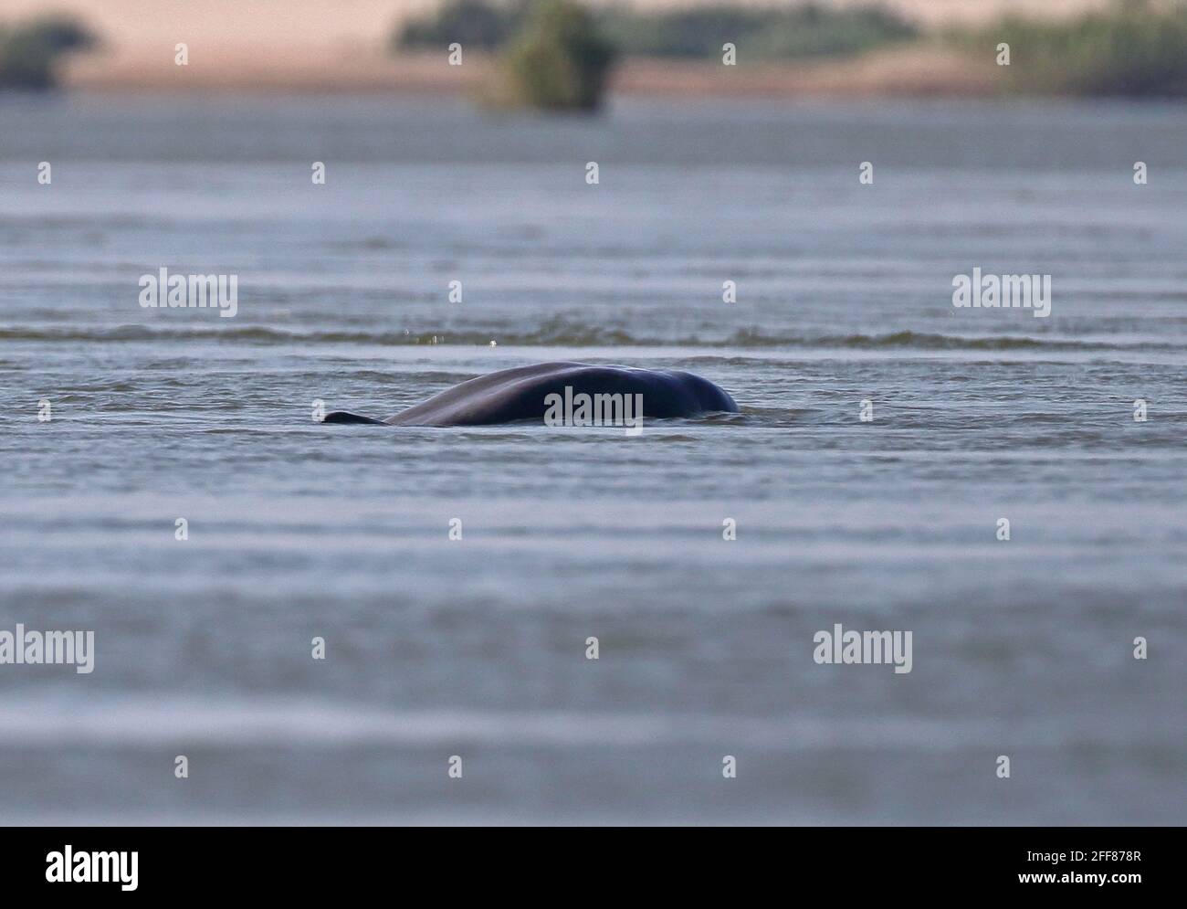 Irrawaddy Dolphin (Orcaella brevirostris) adult diving Mekong River ...
