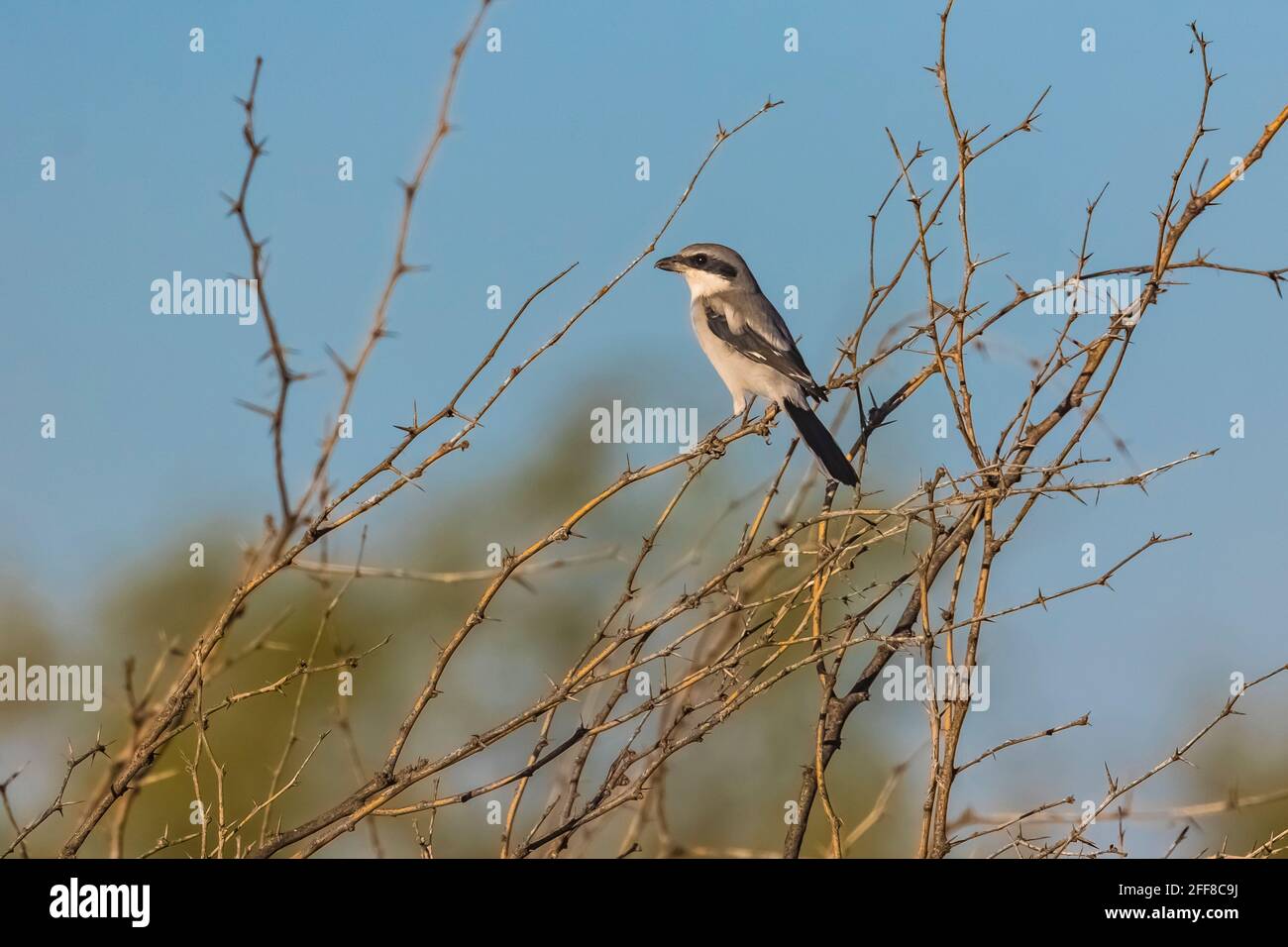 Loggerhead Shrike, Lanius ludovicianus,, perched in a thorny shrub in ...