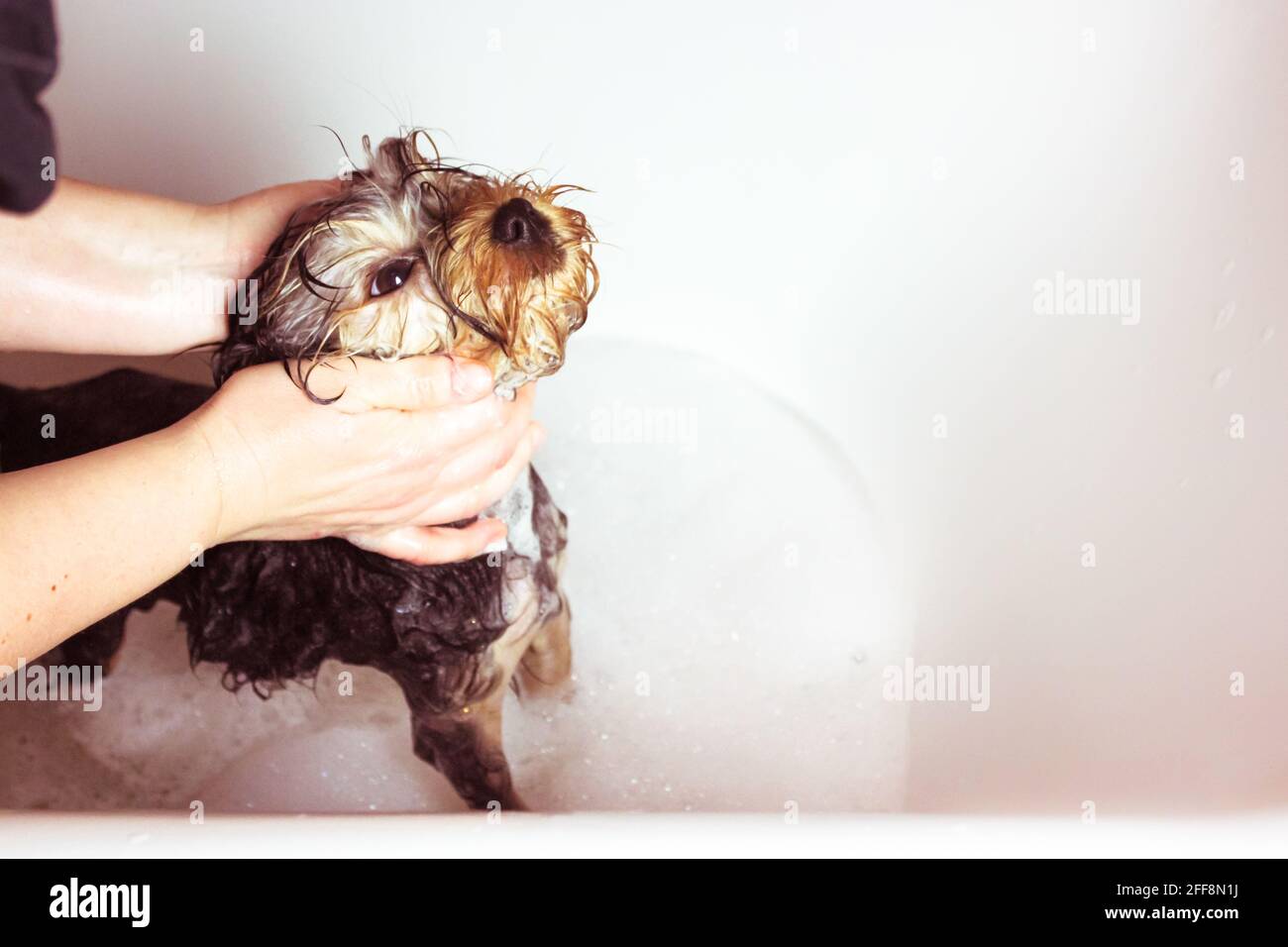 Cute little Yorkshire Terrier puppy takes a bath. The owner bathes her ...