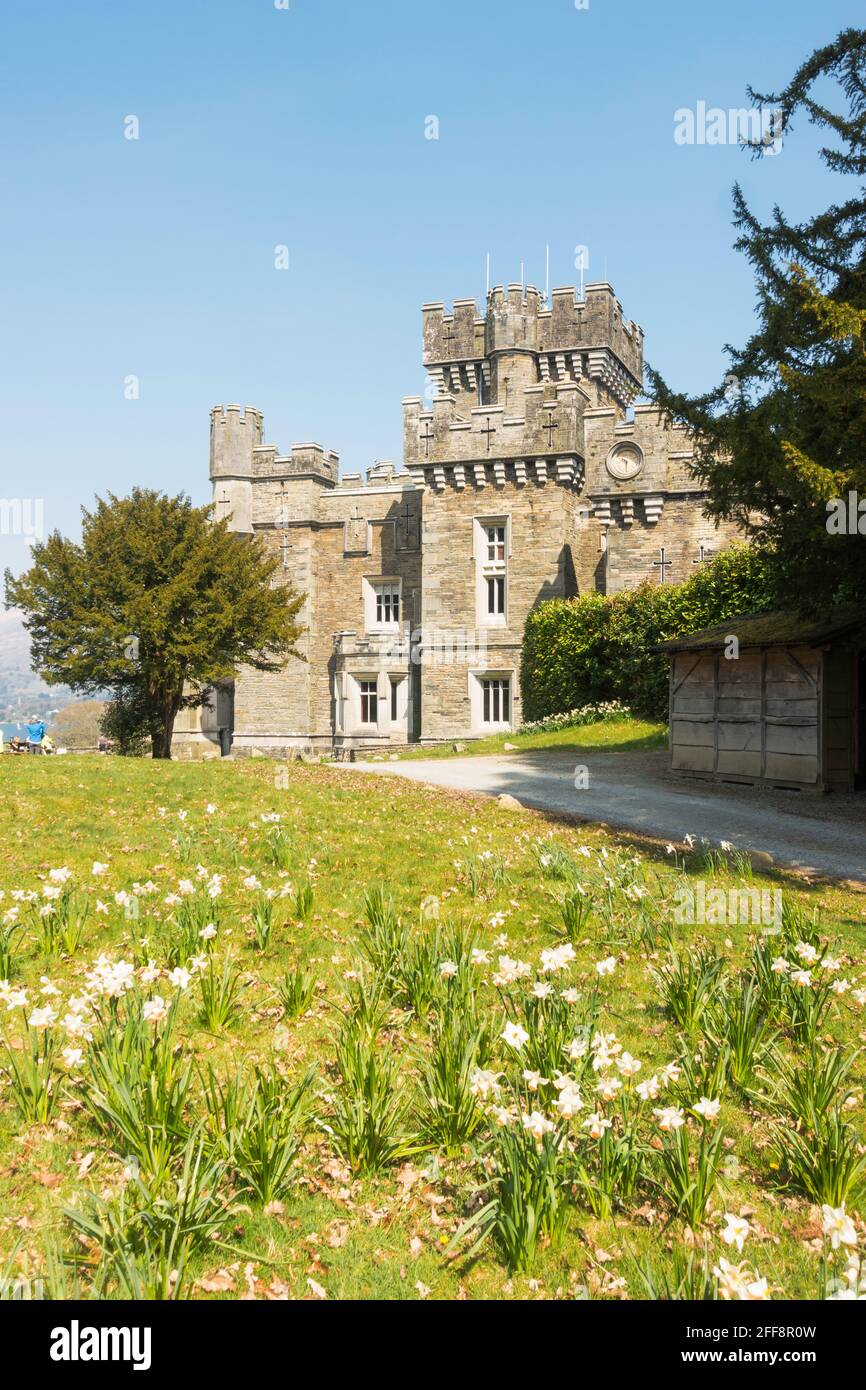 Daffodils in bloom at Wray Castle, Low Wray, Cumbria, England, UK Stock ...