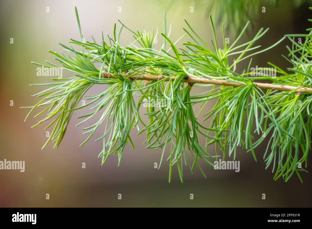 Young branches of larch. Closeup of green larch young needles. Larix ...