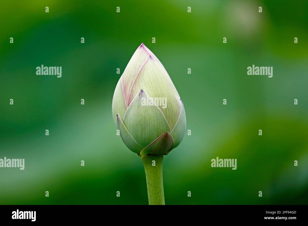 Lotus Flower Bud Stock Photo - Alamy