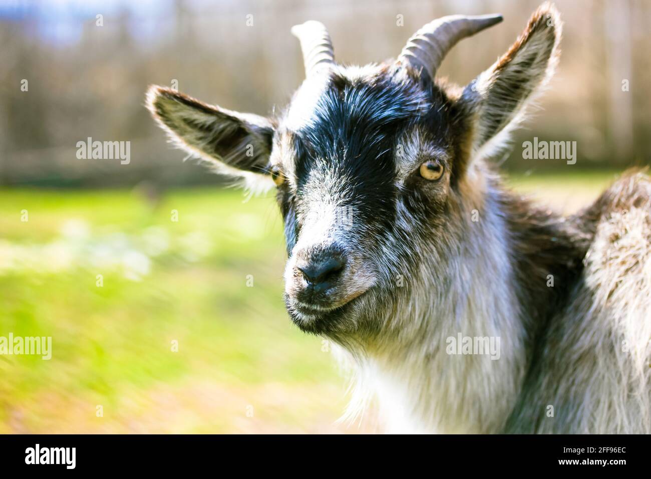American pygmy goat hi-res stock photography and images - Alamy