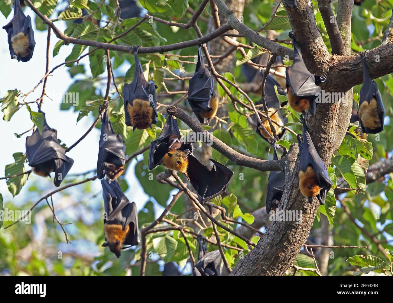 Lyle's Flying Fox (Pteropus lylei) day time roost with one grooming ...