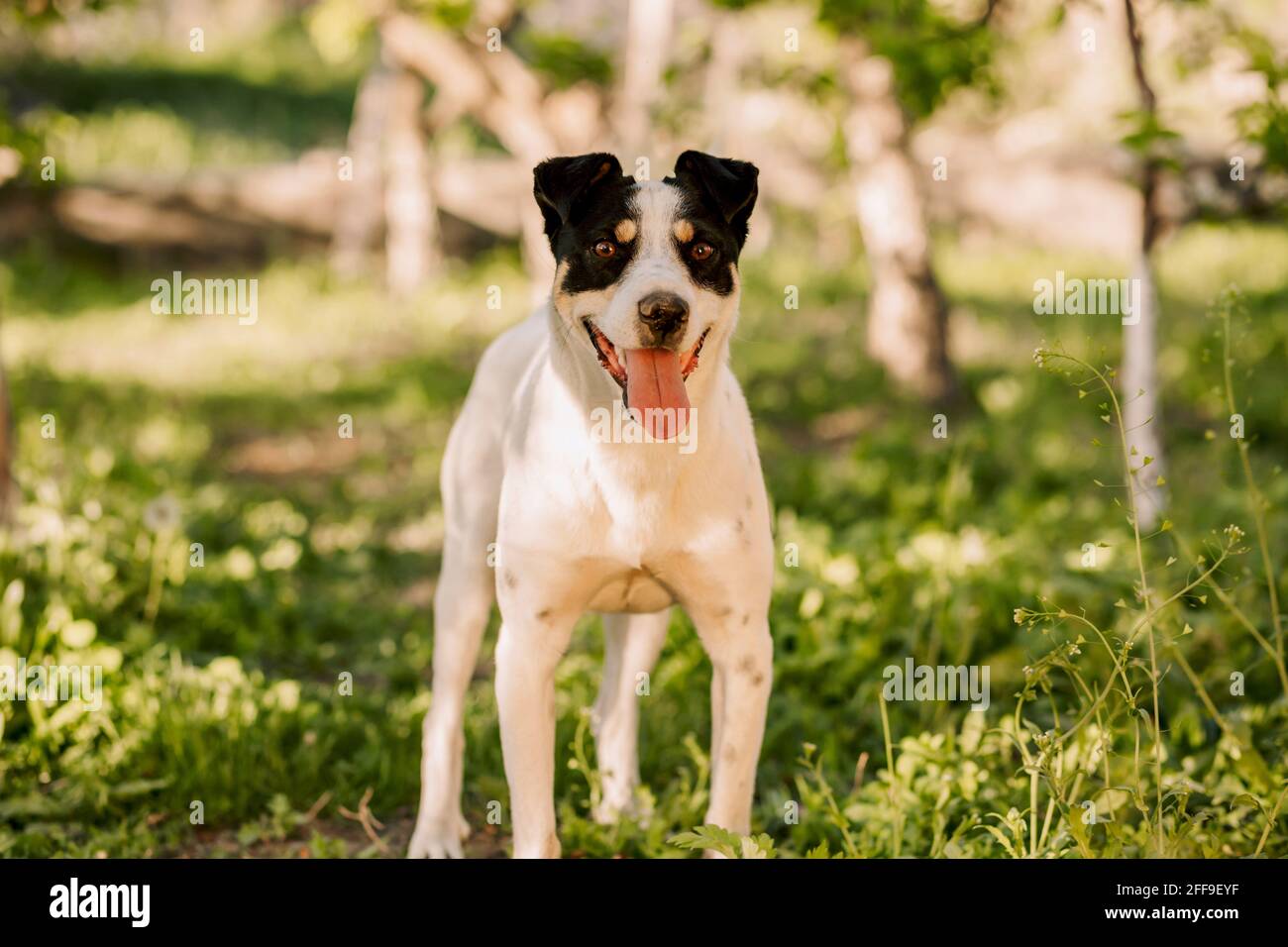 Happy white dog hi-res stock photography and images - Alamy