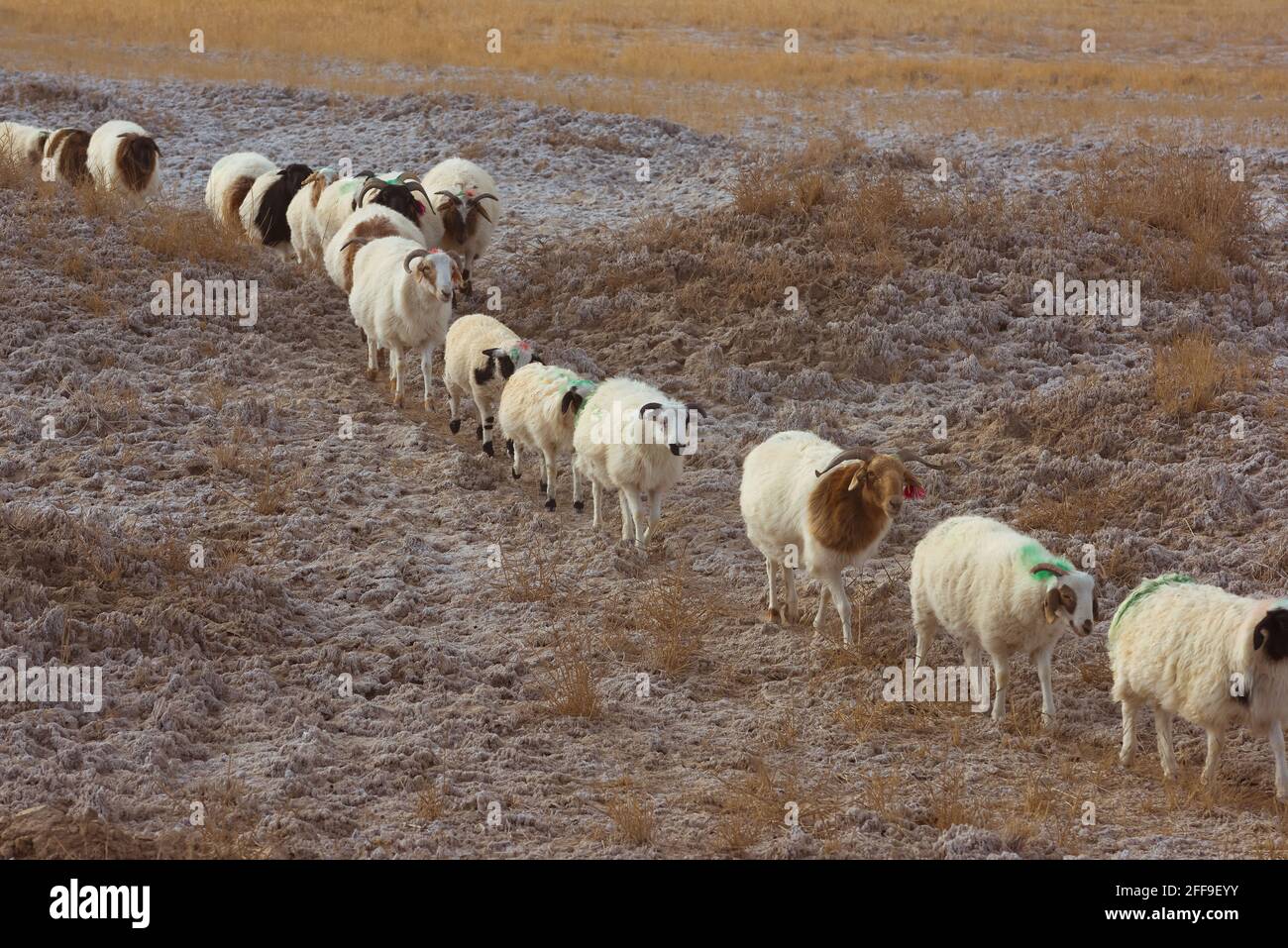 Sheep grazing on a grassland in autumn in northwest China Stock Photo ...