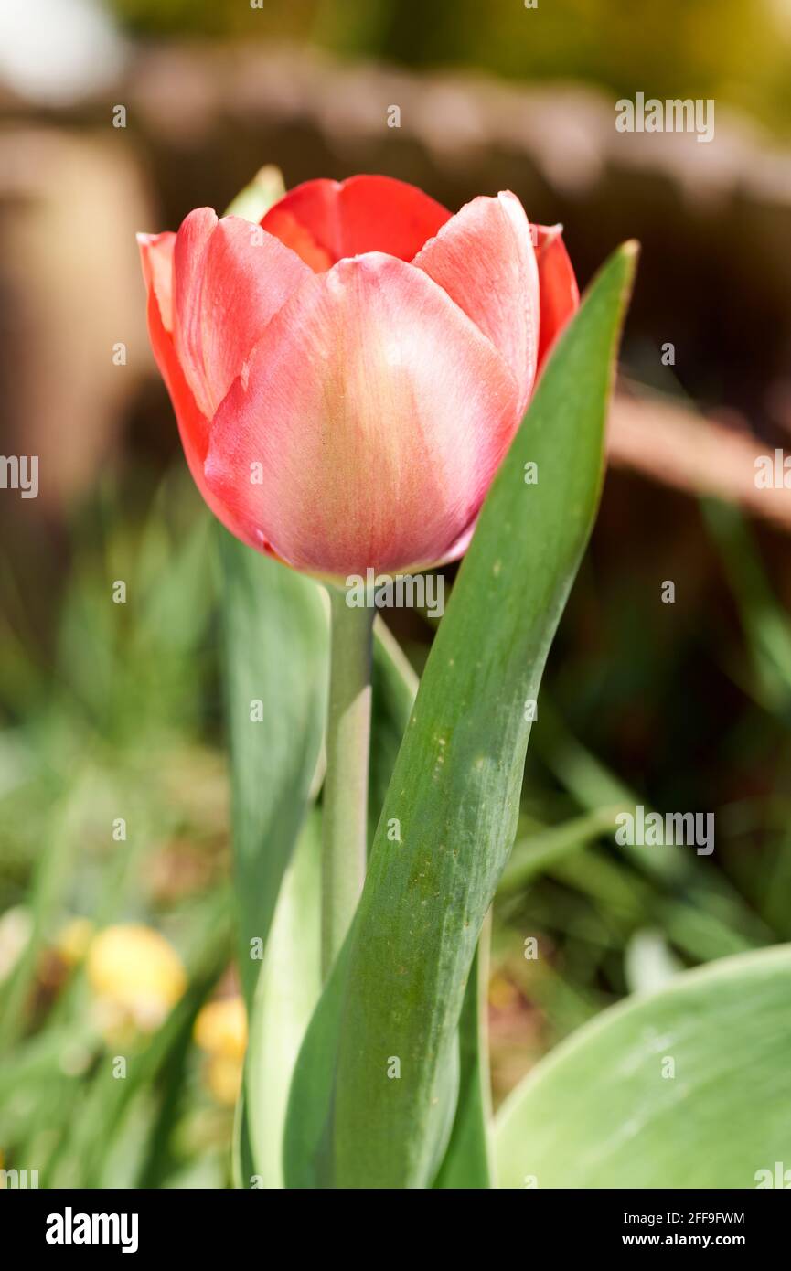 The first blooming red tulip bud in a spring flower bed Stock Photo - Alamy
