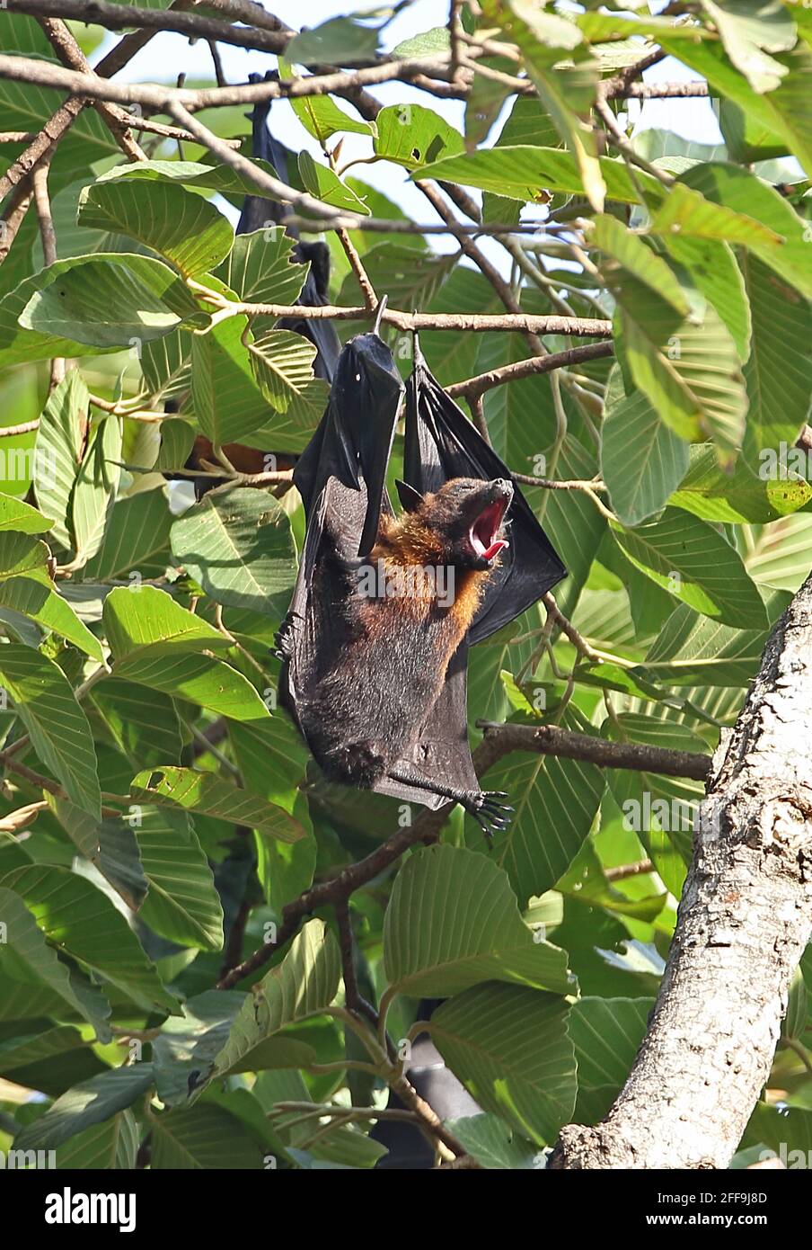 Lyle's Flying Fox (Pteropus lylei) adult at day time roost hanging ...