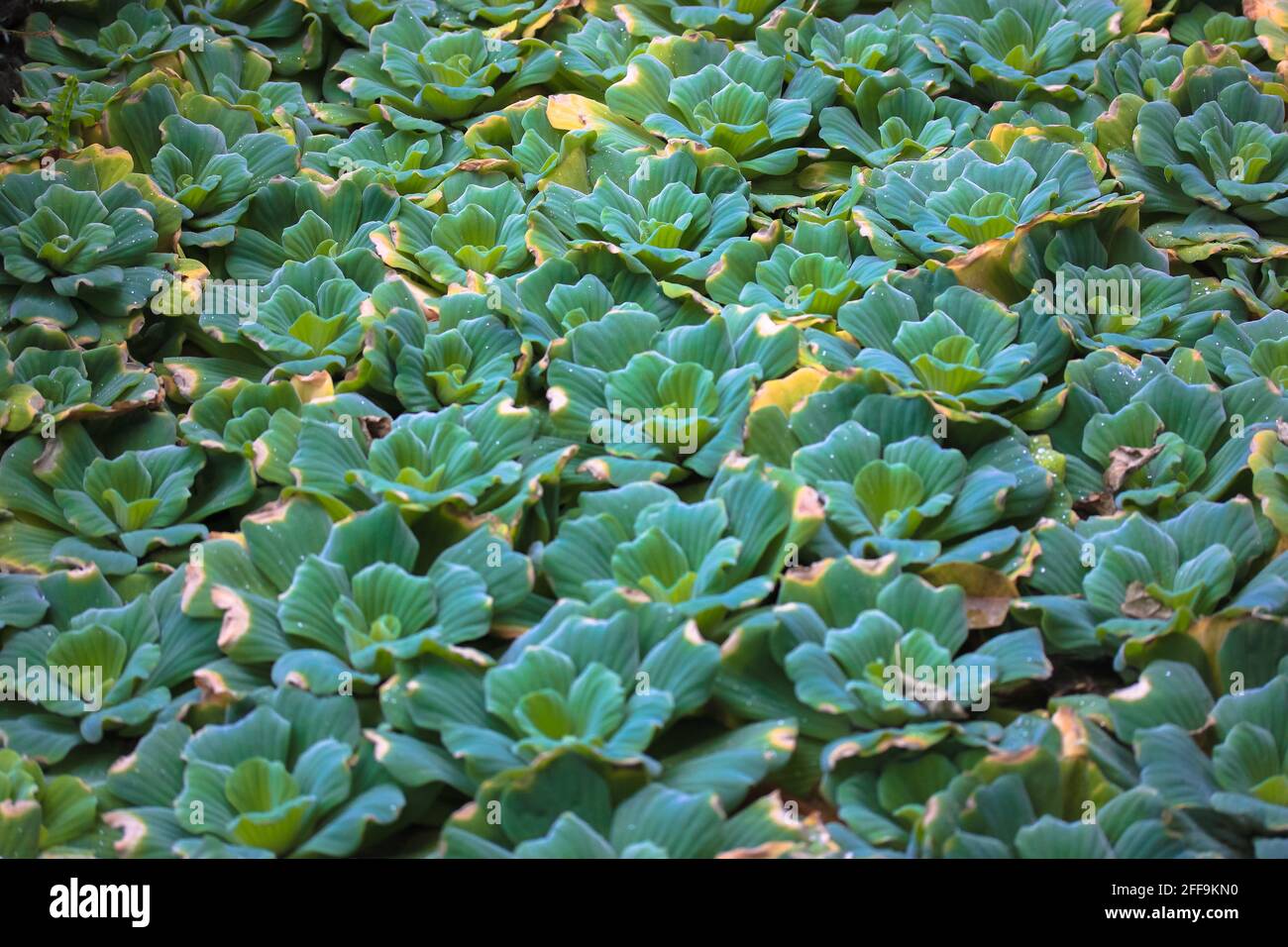 Pistia Stratiotes