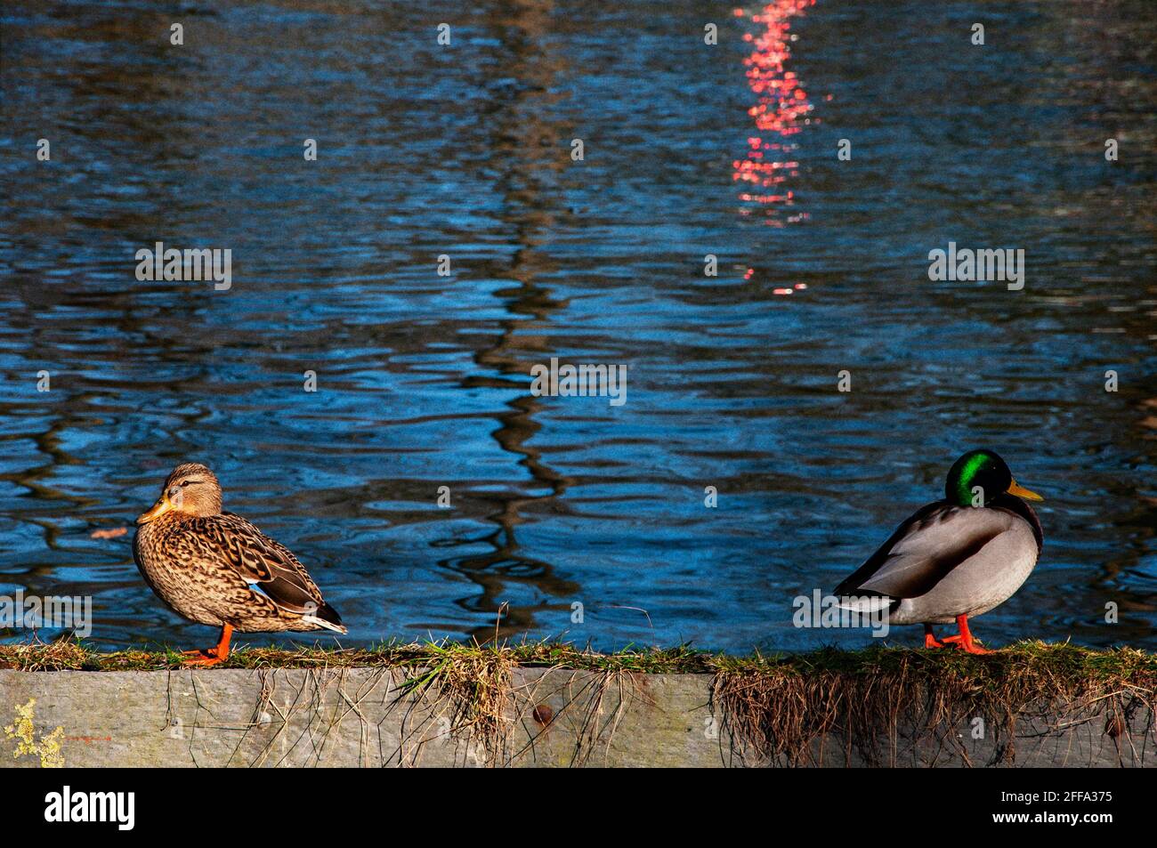 Couple water puddle reflection hi-res stock photography and images - Alamy