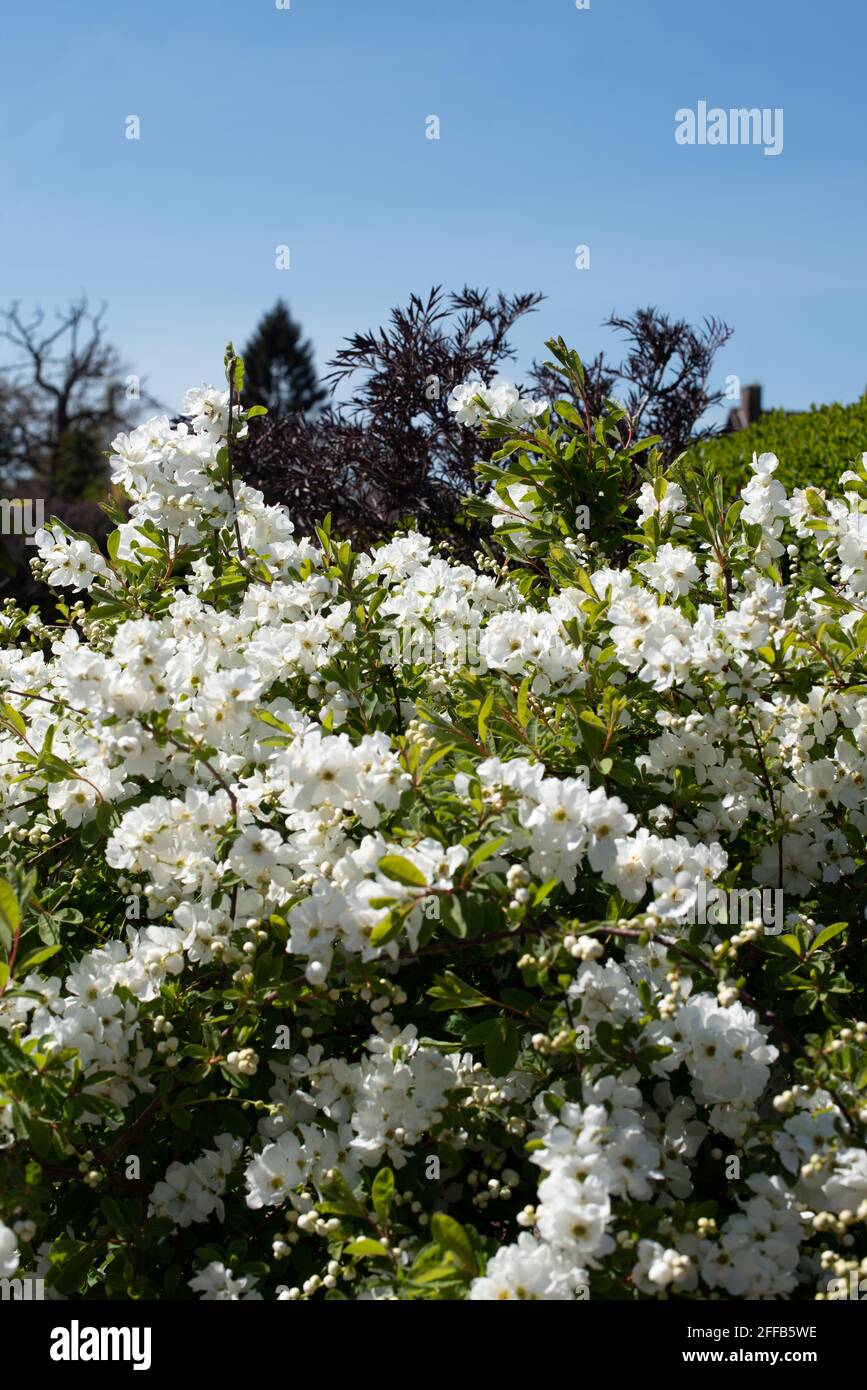 Exochorda × macrantha 'the bride' hi-res stock photography and images ...