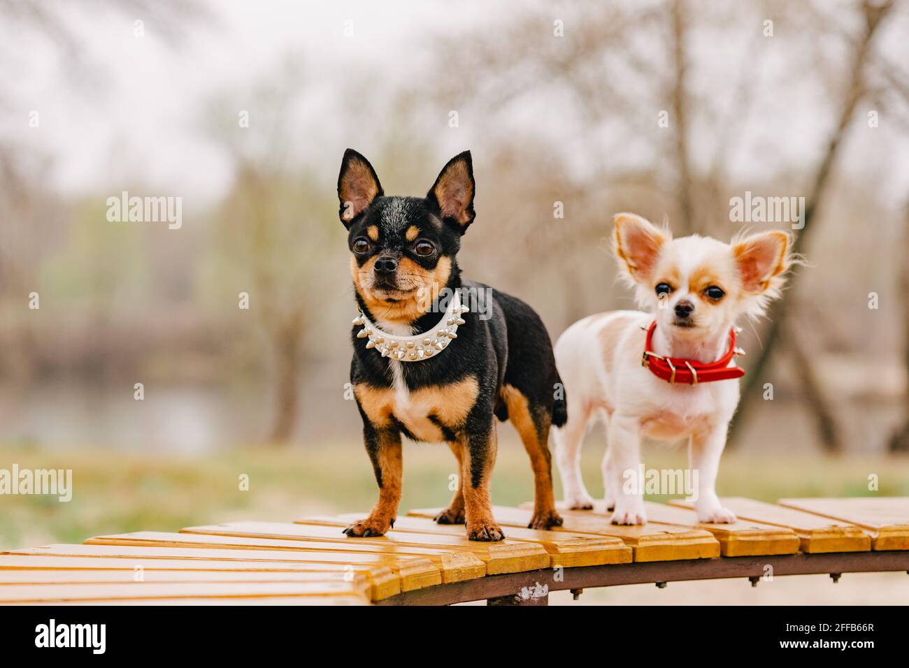 Two little chihuahua dogs on bench. Cute domestic pets outdoors. Dogs ...