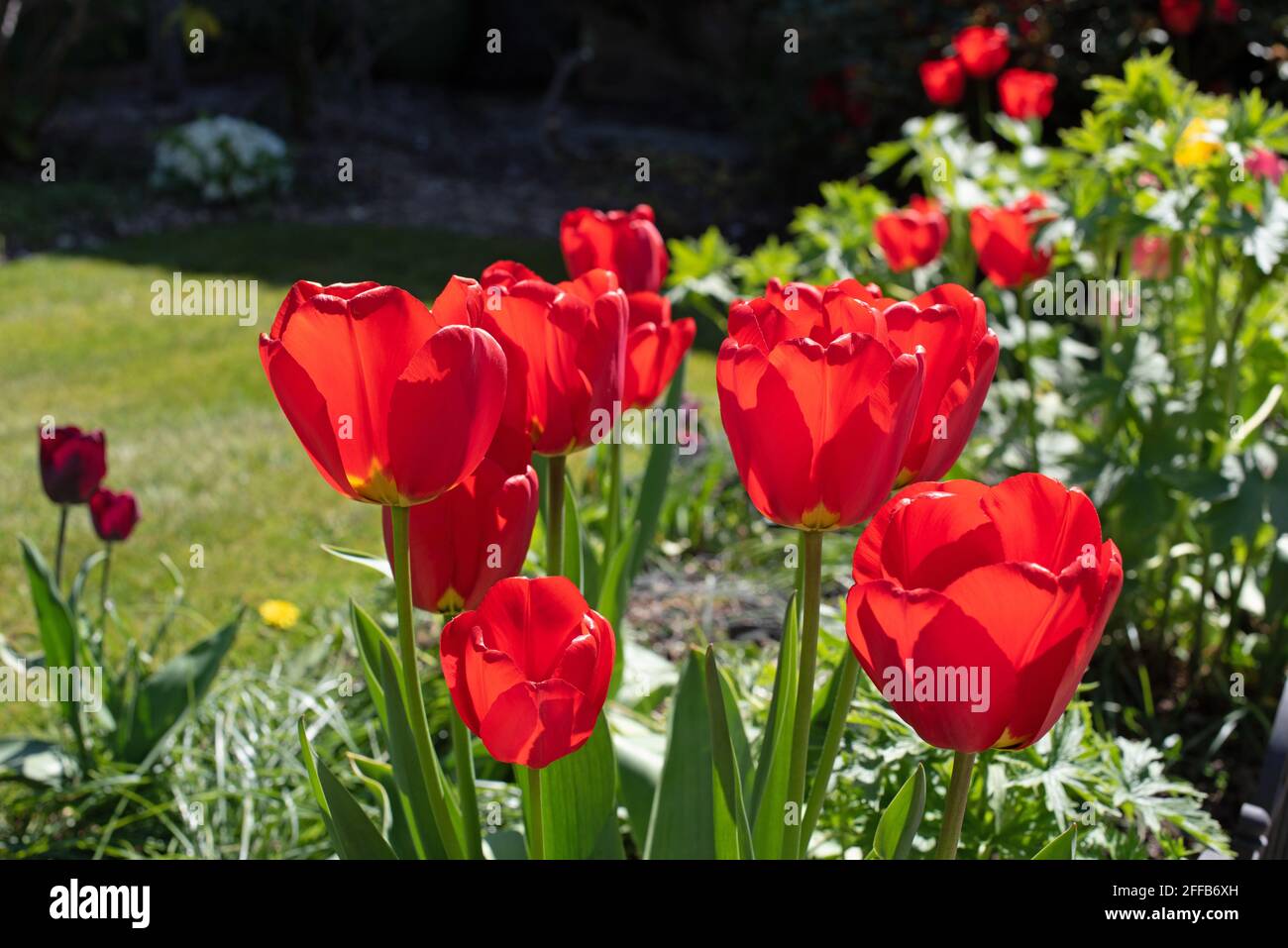 Blood red tulips hi-res stock photography and images - Alamy