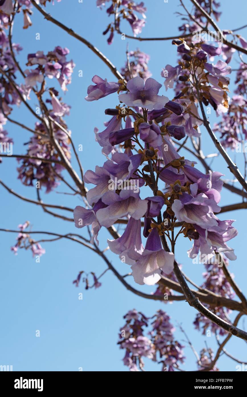 Paulownia tomentosa, foxglove tree, princess tree, Empress tree Stock ...