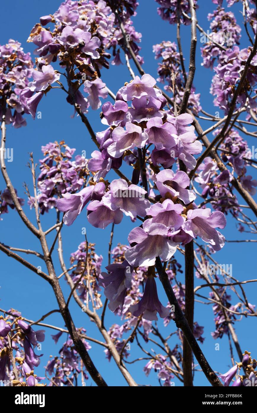 Paulownia tomentosa, foxglove tree, princess tree, Empress tree Stock ...