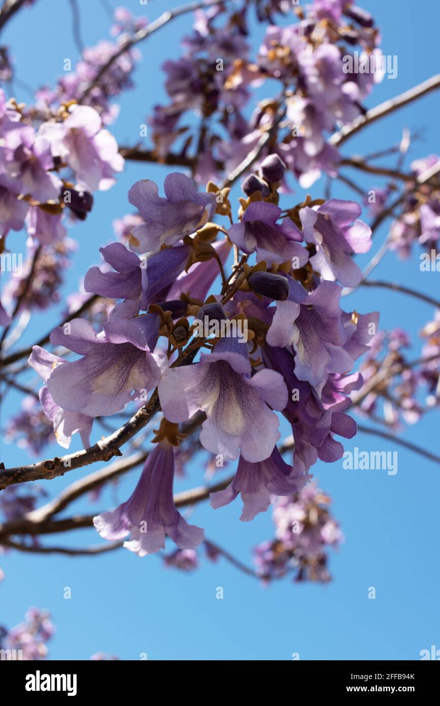 Paulownia tomentosa, foxglove tree, princess tree, Empress tree Stock ...