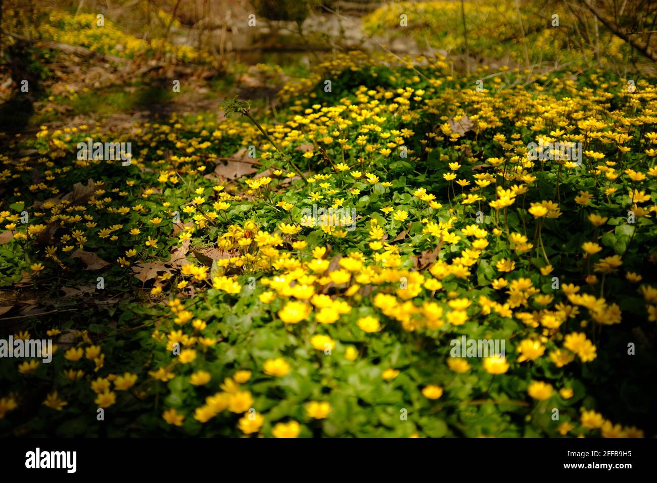 Out of focus buttercups hi-res stock photography and images - Alamy