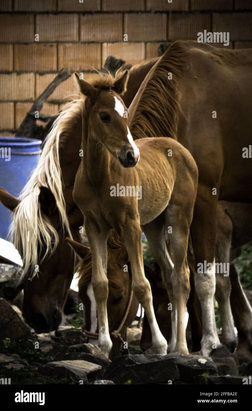 Foal behind mother hi-res stock photography and images - Alamy
