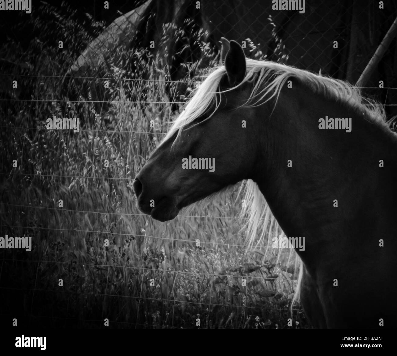 Grayscale of a horse side profile Stock Photo - Alamy