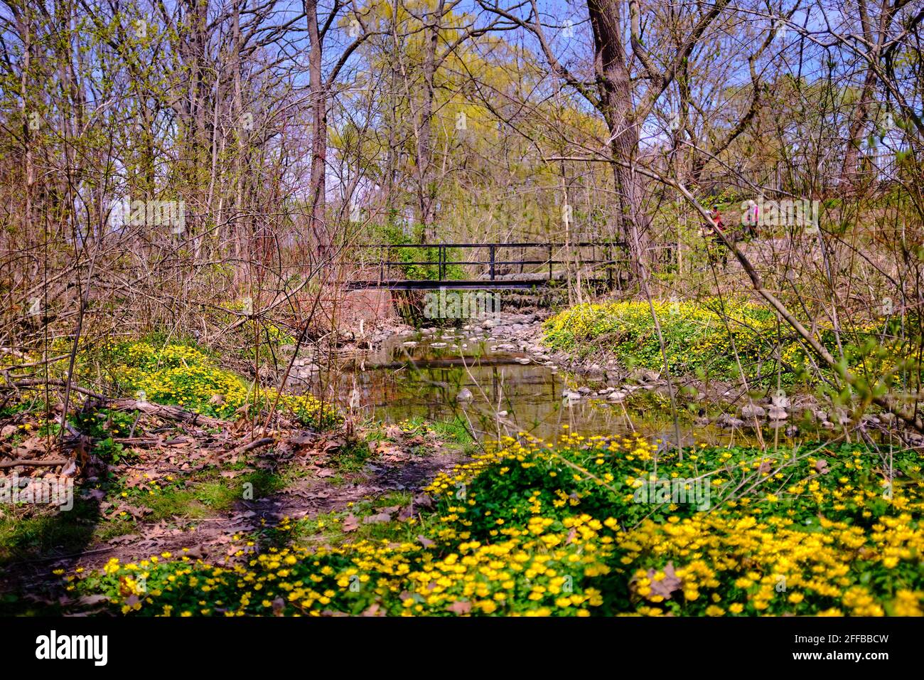 Butter yellow cups hi-res stock photography and images - Alamy