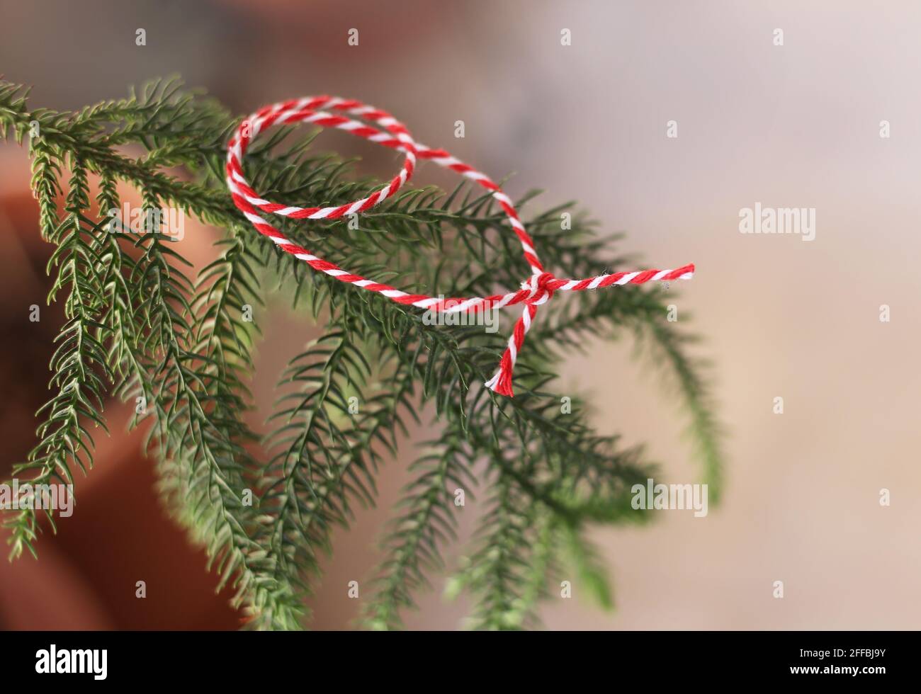 traditional greek March bracelet with red and white cord on the tree ...