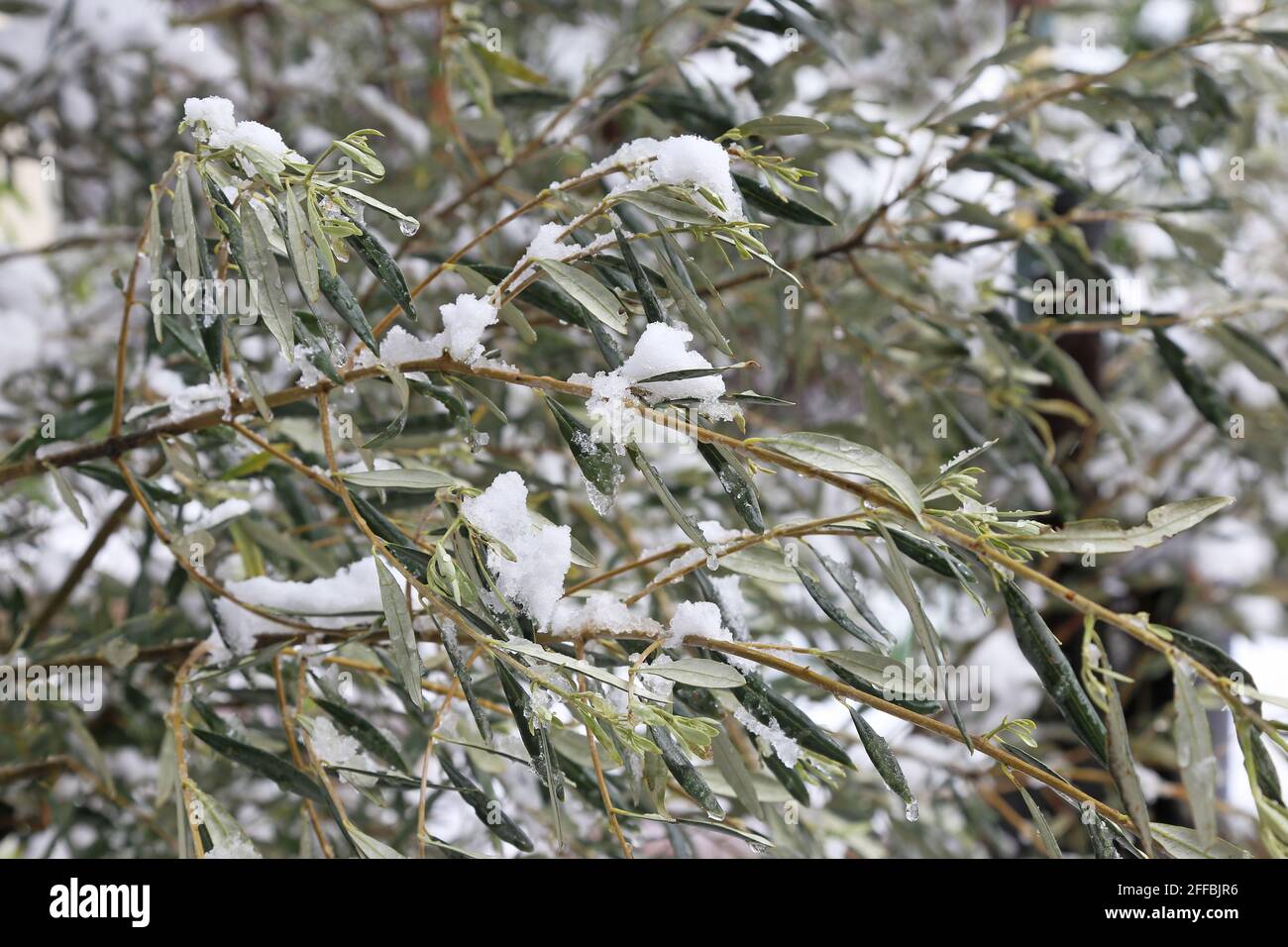 traditional greek olive tree with snow - snowy leaves photography ...