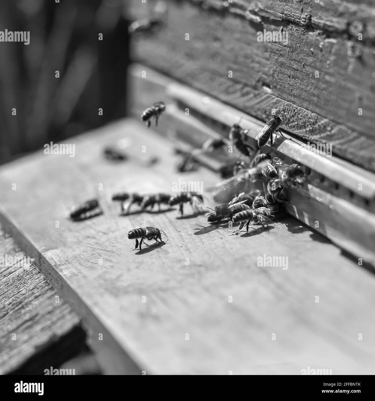 Bees honey on wooden Black and White Stock Photos & Images - Alamy