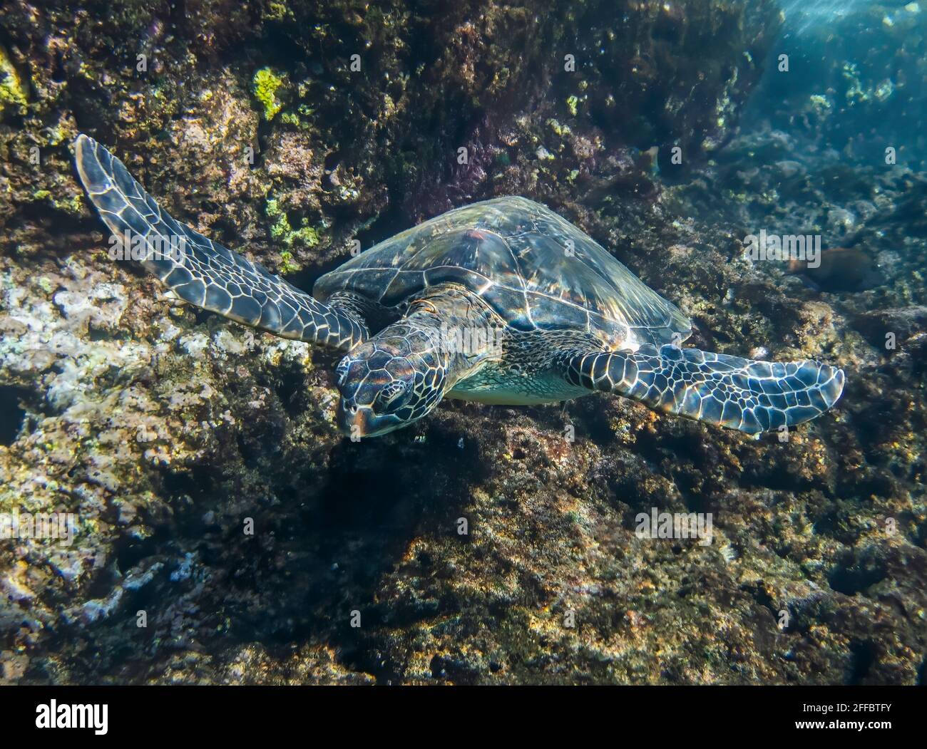 Hawaiian green sea turtle with rusted fishing hook stuck in top of neck ...