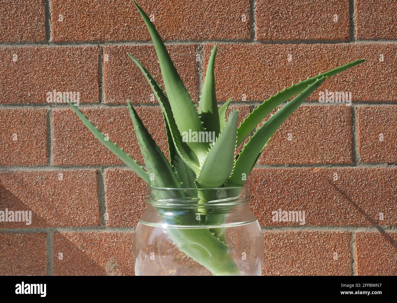 Aloe vera aka true aloe or chinese aloe plant cutting Stock Photo - Alamy