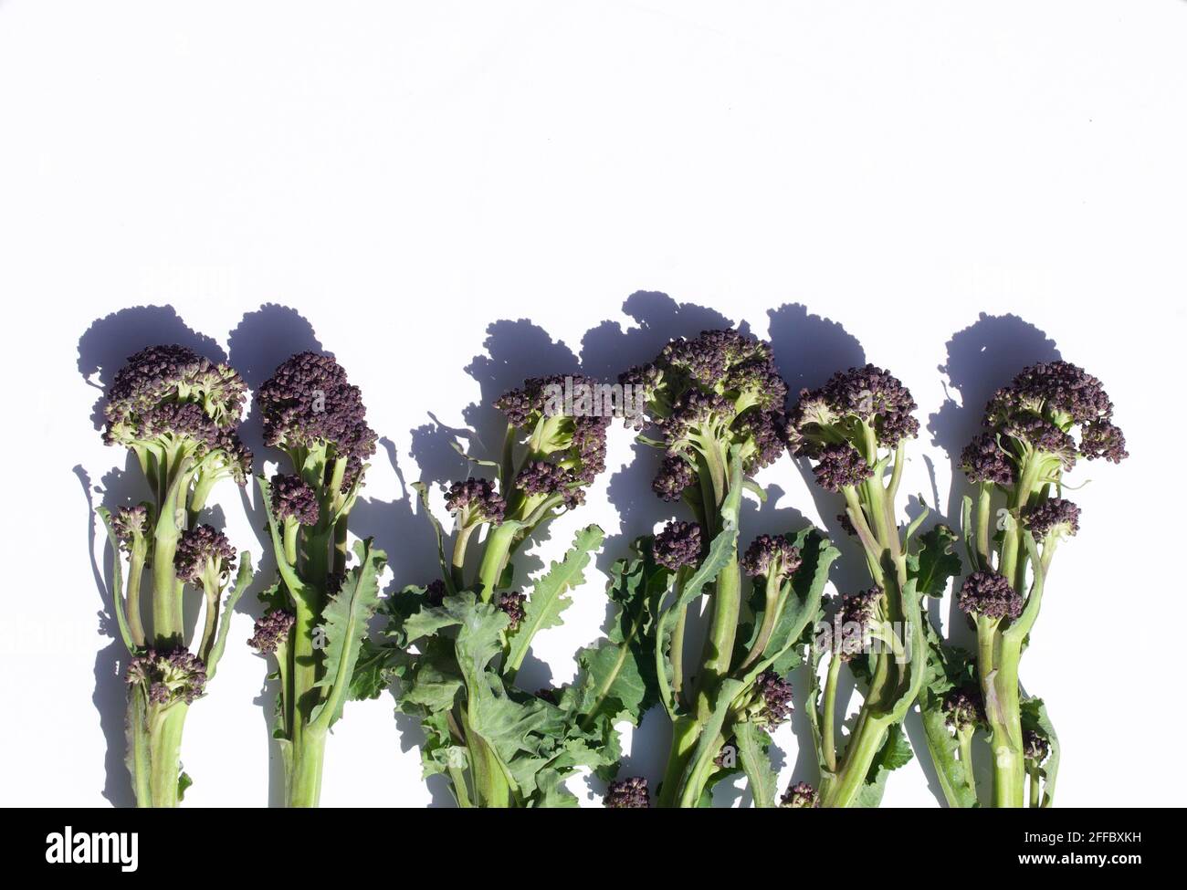 Purple sprouting broccoli on white background with copy space Stock ...