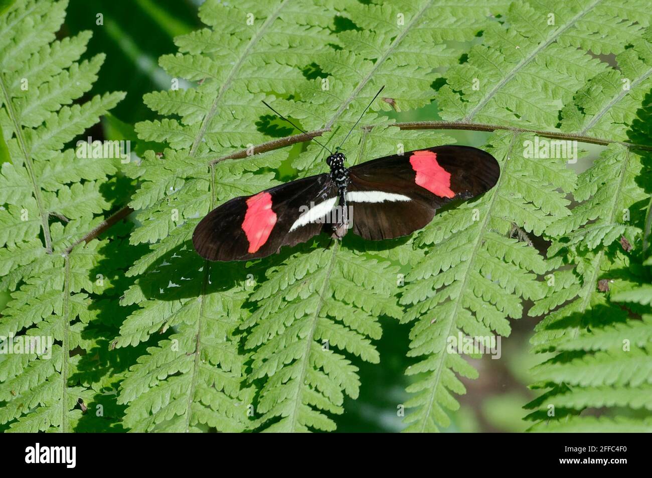 Small postman (Heliconius erato) on a leaf, Costa Rica Stock Photo - Alamy