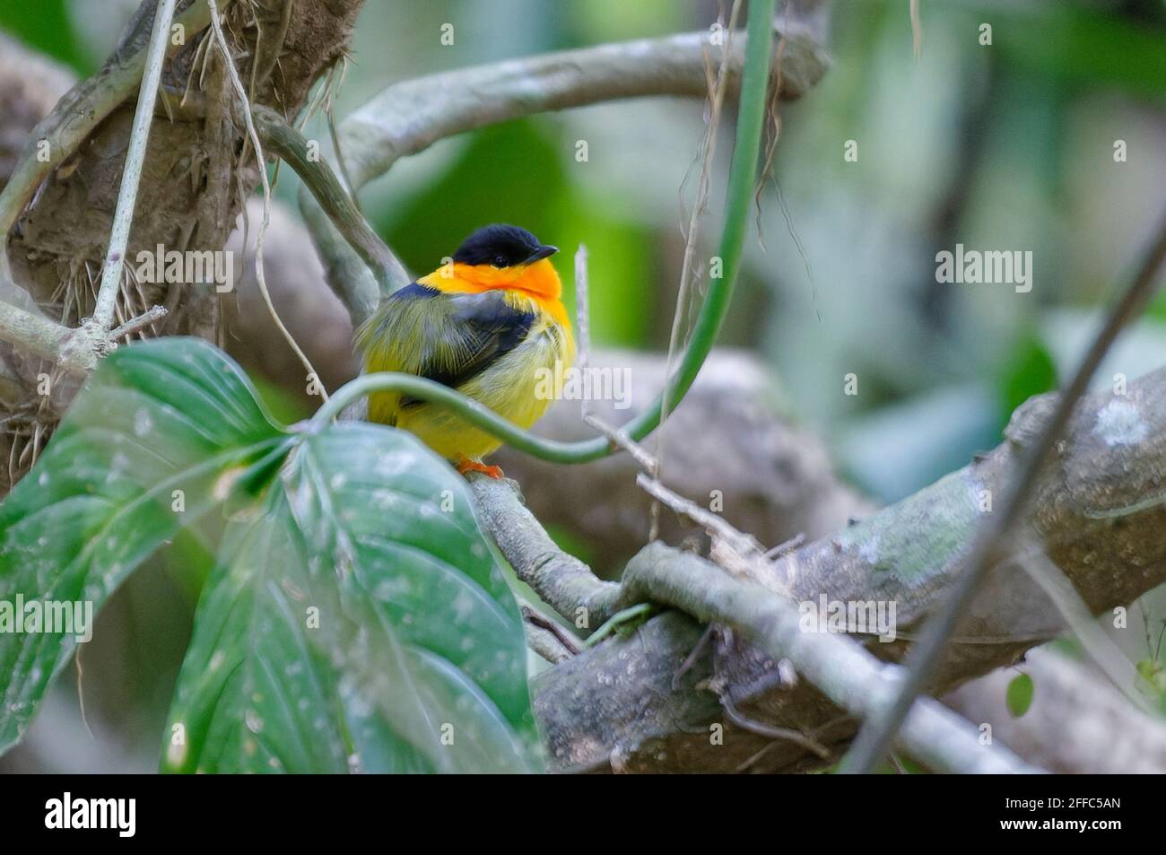 Orange-collared Manakin (Manacus aurantiacus) at Carara National Park ...